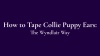 How to Tape Collie Puppy Ears: The Wyndlair Way – Wyndlair Collies