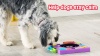 BRIGHTKINS DJ Doggo Puzzle Feeder Dog Toy - Chewy.com